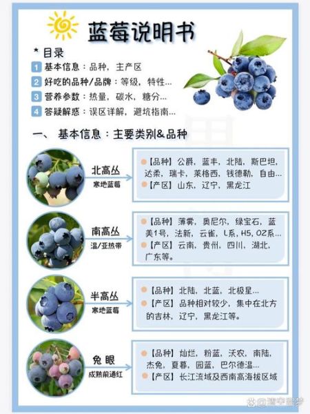 蓝莓的功效与作用_蓝莓一天吃多少合适-第1张图片-山城妙识 蓝莓的功效与作用_蓝莓一天吃多少合适-第1张图片-山城妙识