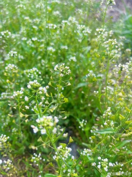 荠荠菜开几种颜色的花_荠荠菜花颜色有哪些-第2张图片-山城妙识