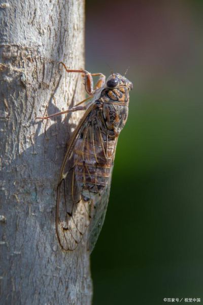 知了怎么分辨公母_知了什么时候叫得最响-第2张图片-山城妙识 知了怎么分辨公母_知了什么时候叫得最响-第2张图片-山城妙识