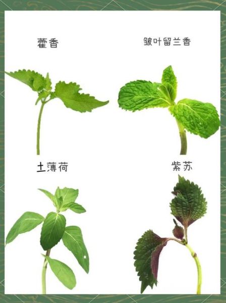 藿香和鱼香菜的区别_怎么区分藿香与鱼香菜-第2张图片-山城妙识