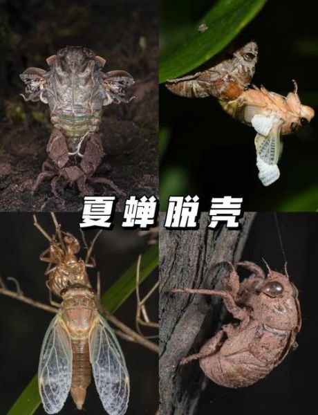 知了怎么分辨公母_知了什么时候叫得最响-第3张图片-山城妙识 知了怎么分辨公母_知了什么时候叫得最响-第3张图片-山城妙识