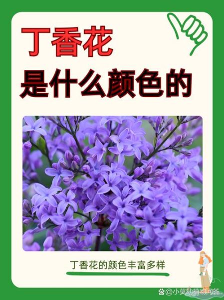 丁香花的花语是什么_丁香花为什么象征纯洁爱情-第1张图片-山城妙识 丁香花的花语是什么_丁香花为什么象征纯洁爱情-第1张图片-山城妙识