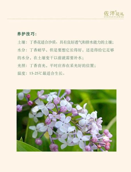 丁香花的花语是什么_丁香花为什么象征纯洁爱情-第2张图片-山城妙识 丁香花的花语是什么_丁香花为什么象征纯洁爱情-第2张图片-山城妙识