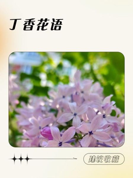 丁香花的花语是什么_丁香花为什么象征纯洁爱情-第3张图片-山城妙识 丁香花的花语是什么_丁香花为什么象征纯洁爱情-第3张图片-山城妙识