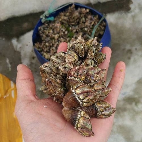 狗爪螺多少钱一斤_狗爪螺价格行情-第2张图片-山城妙识