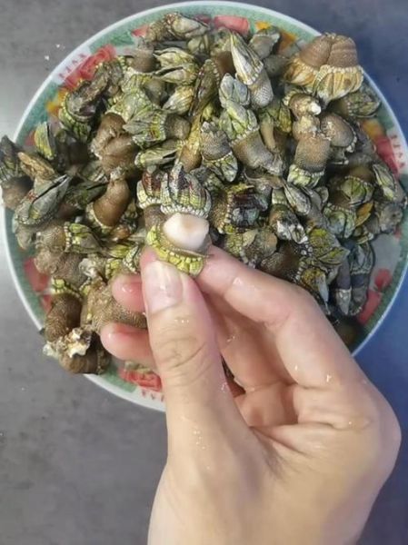 狗爪螺多少钱一斤_狗爪螺价格行情-第1张图片-山城妙识