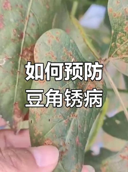 豇豆锈病图片_如何识别与防治-第1张图片-山城妙识