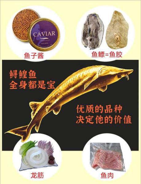 鳇鱼养殖技术_鳇鱼养殖成本利润分析-第1张图片-山城妙识