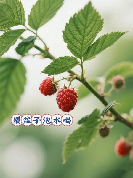 长期喝覆盆子有没有副作用_覆盆子茶能天天喝吗-第1张图片-山城妙识 长期喝覆盆子有没有副作用_覆盆子茶能天天喝吗-第1张图片-山城妙识