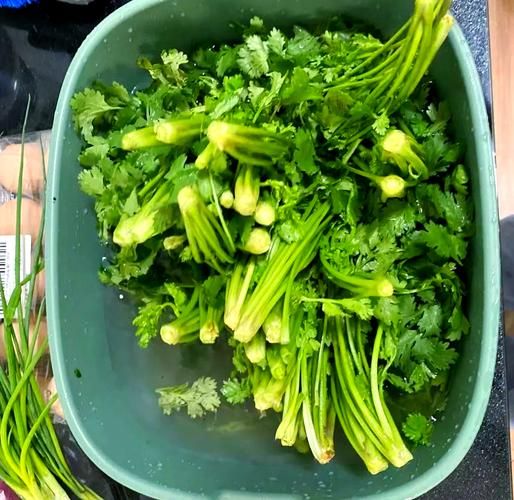 香菜饺子怎么调馅好吃_香菜饺子要不要焯水-第1张图片-山城妙识