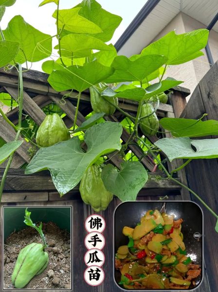 盆栽佛手瓜怎么养_佛手瓜家庭种植方法-第2张图片-山城妙识