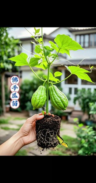 盆栽佛手瓜怎么养_佛手瓜家庭种植方法-第1张图片-山城妙识