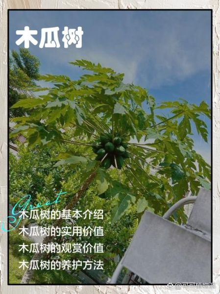 木瓜树图片_如何识别木瓜树的品种-第3张图片-山城妙识 木瓜树图片_如何识别木瓜树的品种-第3张图片-山城妙识