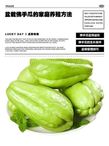 盆栽佛手瓜怎么养_佛手瓜家庭种植方法-第3张图片-山城妙识