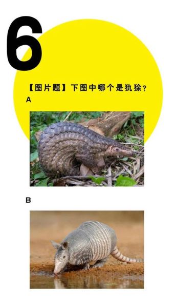 犰狳怎么读_犰狳是什么动物-第1张图片-山城妙识