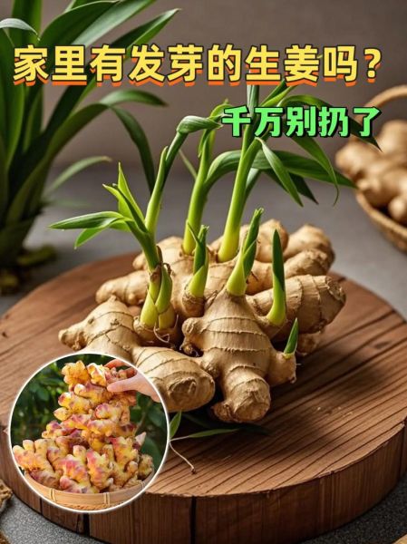 姜的保存方法_姜发芽了还能吃吗-第1张图片-山城妙识