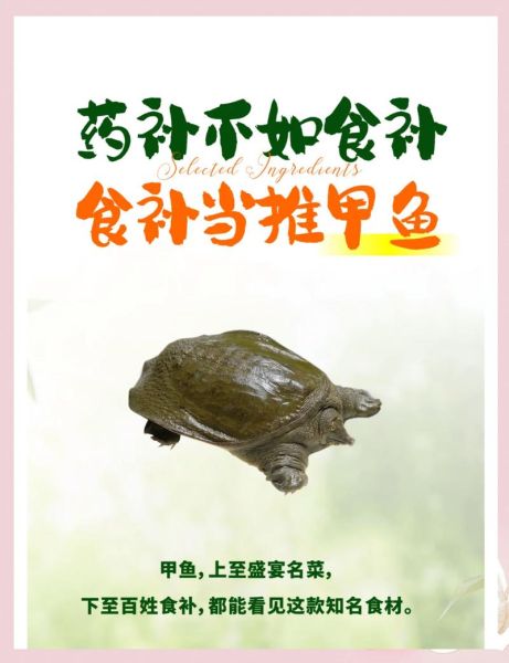 甲鱼功效与作用_甲鱼适合什么人吃-第2张图片-山城妙识 甲鱼功效与作用_甲鱼适合什么人吃-第2张图片-山城妙识