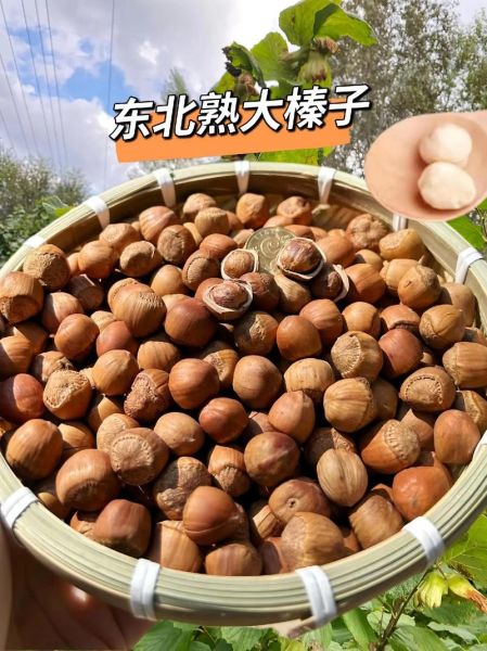 熟榛子的功效与作用_熟榛子一天吃多少粒合适-第3张图片-山城妙识 熟榛子的功效与作用_熟榛子一天吃多少粒合适-第3张图片-山城妙识