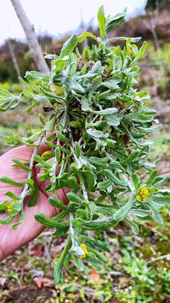 清明菜又叫什么菜_清明菜有哪些别名-第1张图片-山城妙识