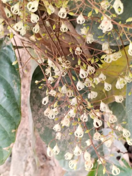 凤眼果树长什么样_凤眼果树和苹婆区别-第1张图片-山城妙识 凤眼果树长什么样_凤眼果树和苹婆区别-第1张图片-山城妙识