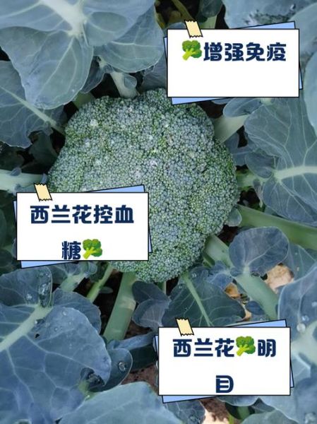 西兰花怎么种产量高_西兰花种植技术要点-第3张图片-山城妙识