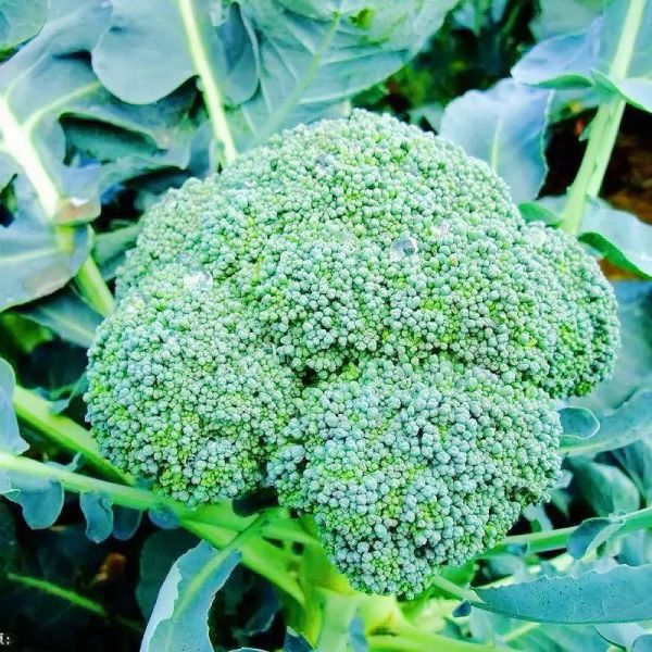 西兰花怎么种产量高_西兰花种植技术要点-第2张图片-山城妙识