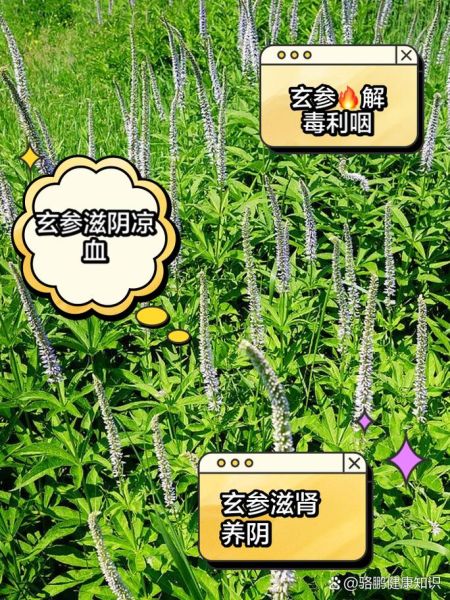 玄参长什么样_玄参图片怎么辨认-第2张图片-山城妙识 玄参长什么样_玄参图片怎么辨认-第2张图片-山城妙识