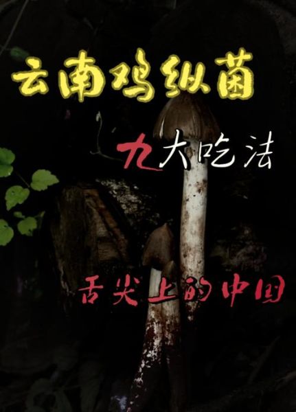 鸡枞菌的功效与作用_鸡枞菌怎么吃最好-第2张图片-山城妙识