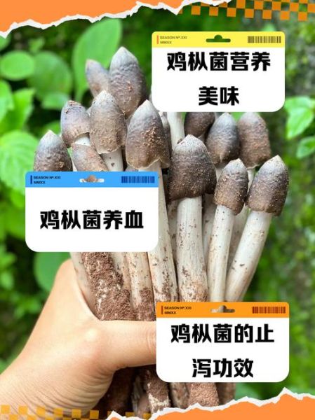 鸡枞菌的功效与作用_鸡枞菌怎么吃最好-第1张图片-山城妙识
