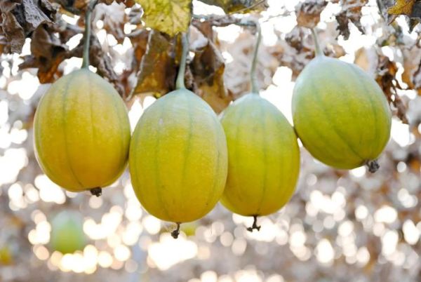 瓜蒌仁和瓜蒌皮有什么区别_瓜蒌仁与瓜蒌皮功效差异-第1张图片-山城妙识 瓜蒌仁和瓜蒌皮有什么区别_瓜蒌仁与瓜蒌皮功效差异-第1张图片-山城妙识