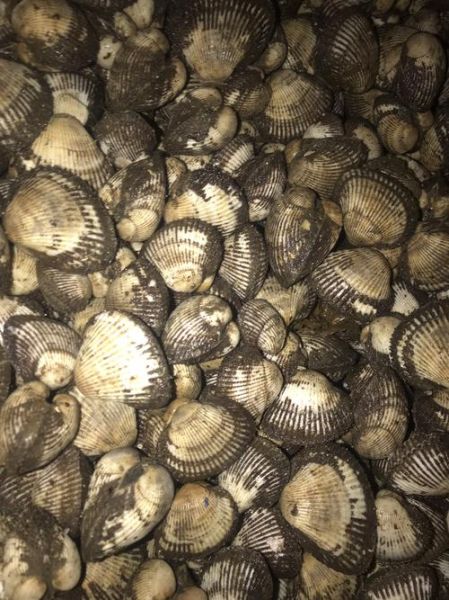 毛蛤蜊的营养价值_毛蛤蜊有哪些营养成分-第3张图片-山城妙识 毛蛤蜊的营养价值_毛蛤蜊有哪些营养成分-第3张图片-山城妙识