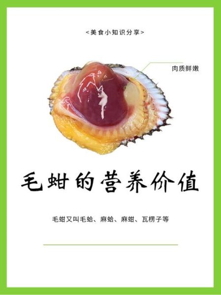 毛蛤蜊的营养价值_毛蛤蜊有哪些营养成分-第1张图片-山城妙识 毛蛤蜊的营养价值_毛蛤蜊有哪些营养成分-第1张图片-山城妙识