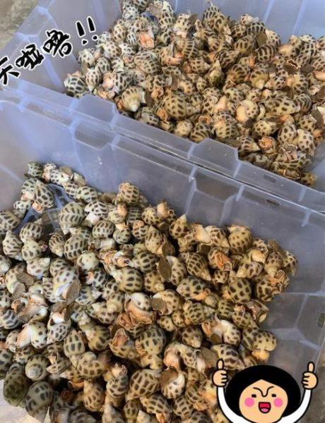 花甲螺怎么清洗_花甲螺图片长什么样-第3张图片-山城妙识