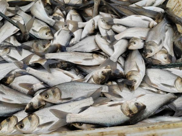 白鲢鱼苗多少钱一斤_白鲢鱼苗怎么挑选-第1张图片-山城妙识