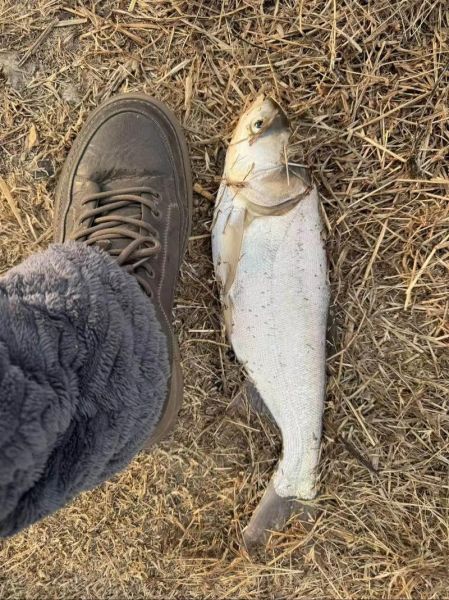 白鲢鱼苗多少钱一斤_白鲢鱼苗怎么挑选-第2张图片-山城妙识