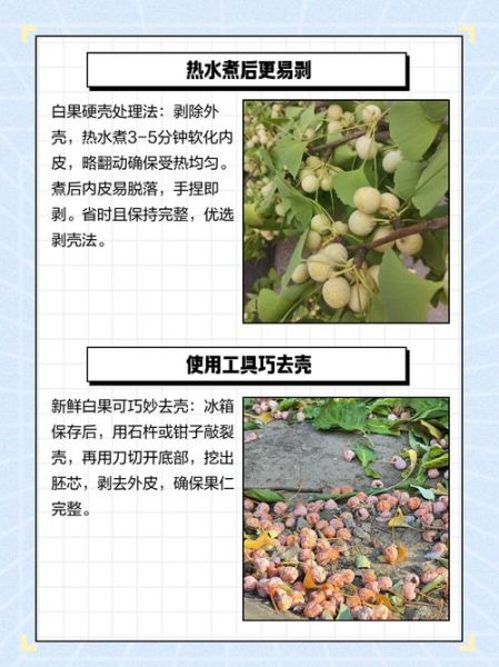 白果怎么去壳_白果去壳最简单的方法-第2张图片-山城妙识