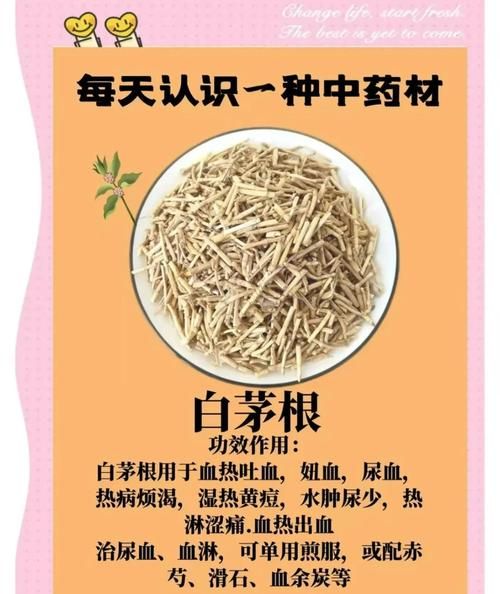 白茅根长什么样_白茅根的功效与作用-第3张图片-山城妙识