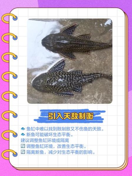 清道夫鱼能吃吗_清道夫鱼怎么吃-第1张图片-山城妙识 清道夫鱼能吃吗_清道夫鱼怎么吃-第1张图片-山城妙识