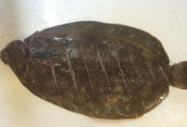 偏口鱼图片大全大图_偏口鱼高清图片怎么找-第2张图片-山城妙识