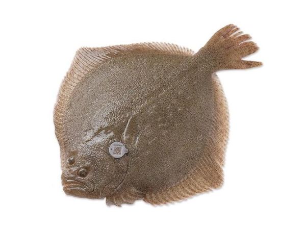 偏口鱼图片大全大图_偏口鱼高清图片怎么找-第3张图片-山城妙识