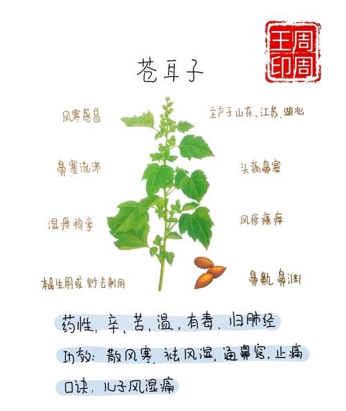 苍耳子泡水喝的正确方法_苍耳子泡水一天用量多少-第3张图片-山城妙识