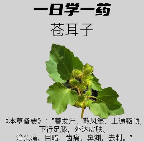 苍耳子泡水喝的正确方法_苍耳子泡水一天用量多少-第2张图片-山城妙识