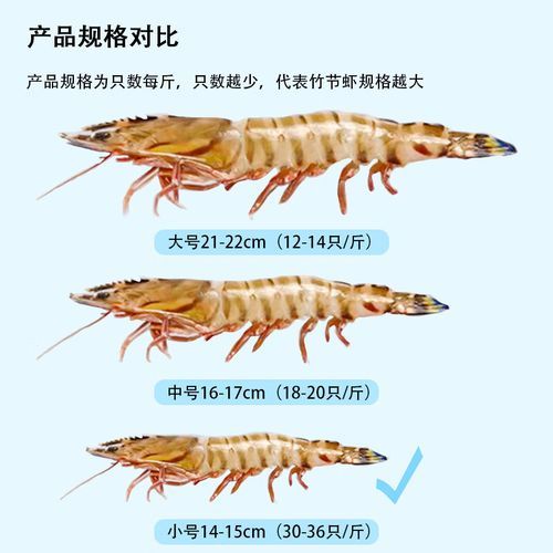 竹节虾多少钱一斤_竹节虾价格走势-第2张图片-山城妙识