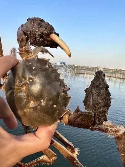 阳澄湖在哪里_阳澄湖属于哪个城市-第3张图片-山城妙识 阳澄湖在哪里_阳澄湖属于哪个城市-第3张图片-山城妙识