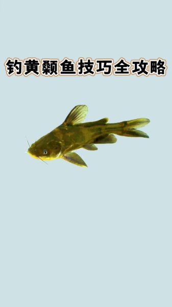 黄颡鱼怎么养_黄颡鱼吃什么长得快-第1张图片-山城妙识