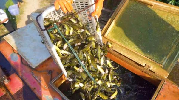 黄颡鱼怎么养_黄颡鱼吃什么长得快-第3张图片-山城妙识