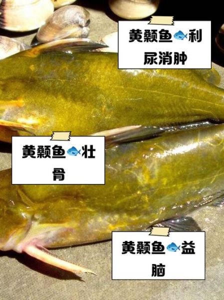 黄颡鱼怎么养_黄颡鱼吃什么长得快-第2张图片-山城妙识