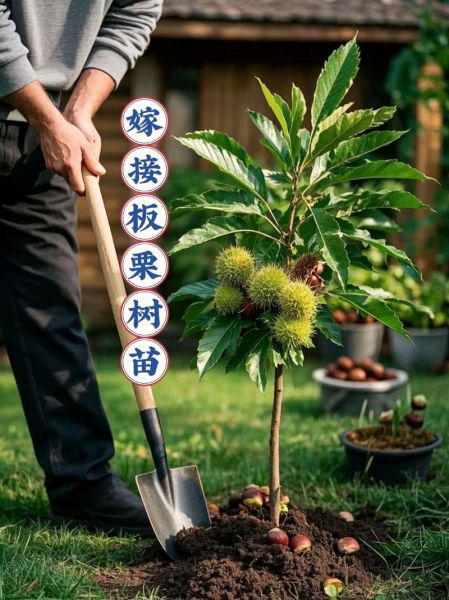 板栗树怎么种植_板栗树种植时间和方法-第1张图片-山城妙识