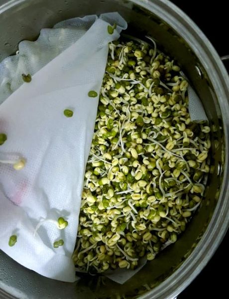 怎么生豆芽_在家生豆芽的方法-第1张图片-山城妙识