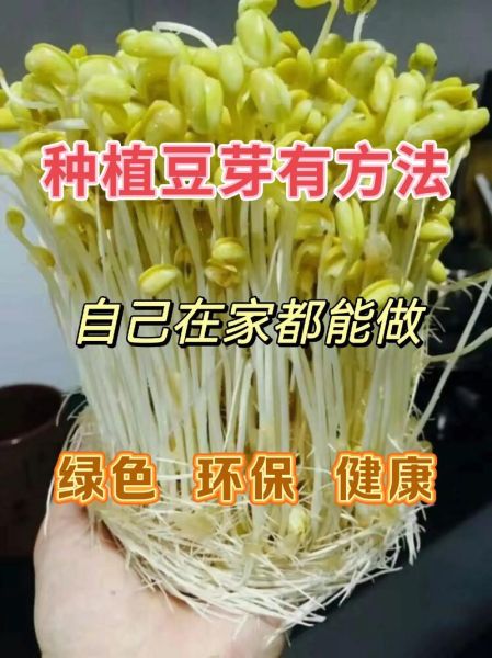 怎么生豆芽_在家生豆芽的方法-第2张图片-山城妙识
